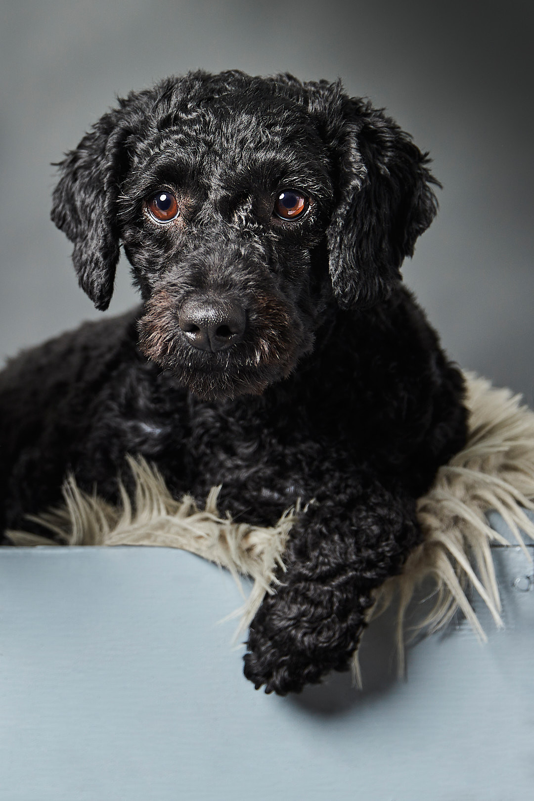 Studio Pet Portrait Session with My Mom's Poodles Tucker and Bowzer